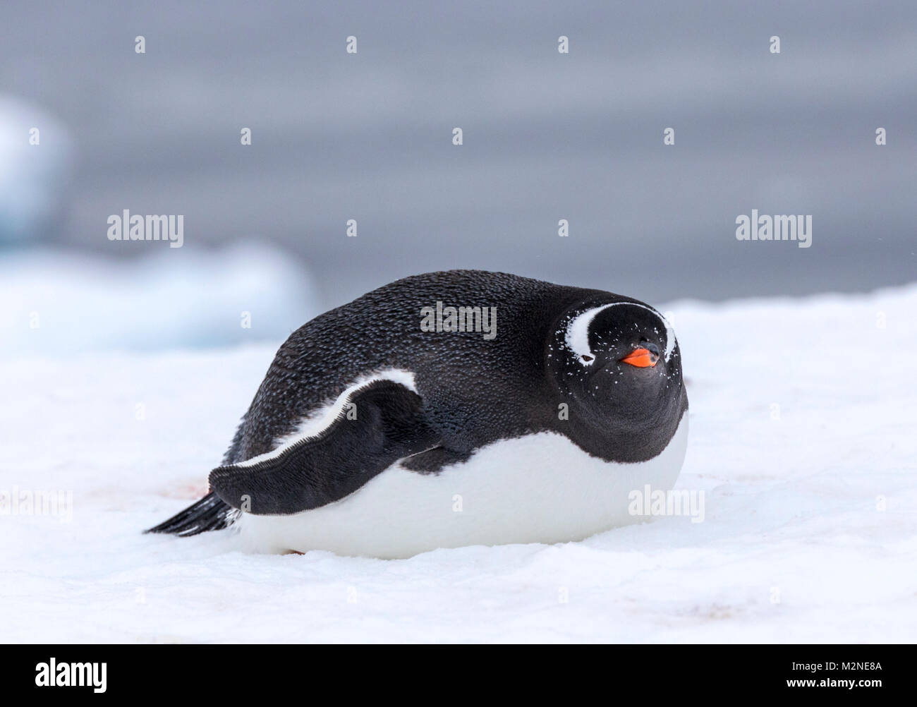Long-tailed Gentoo penguin; Pygoscelis papua; Cuverville Island ...
