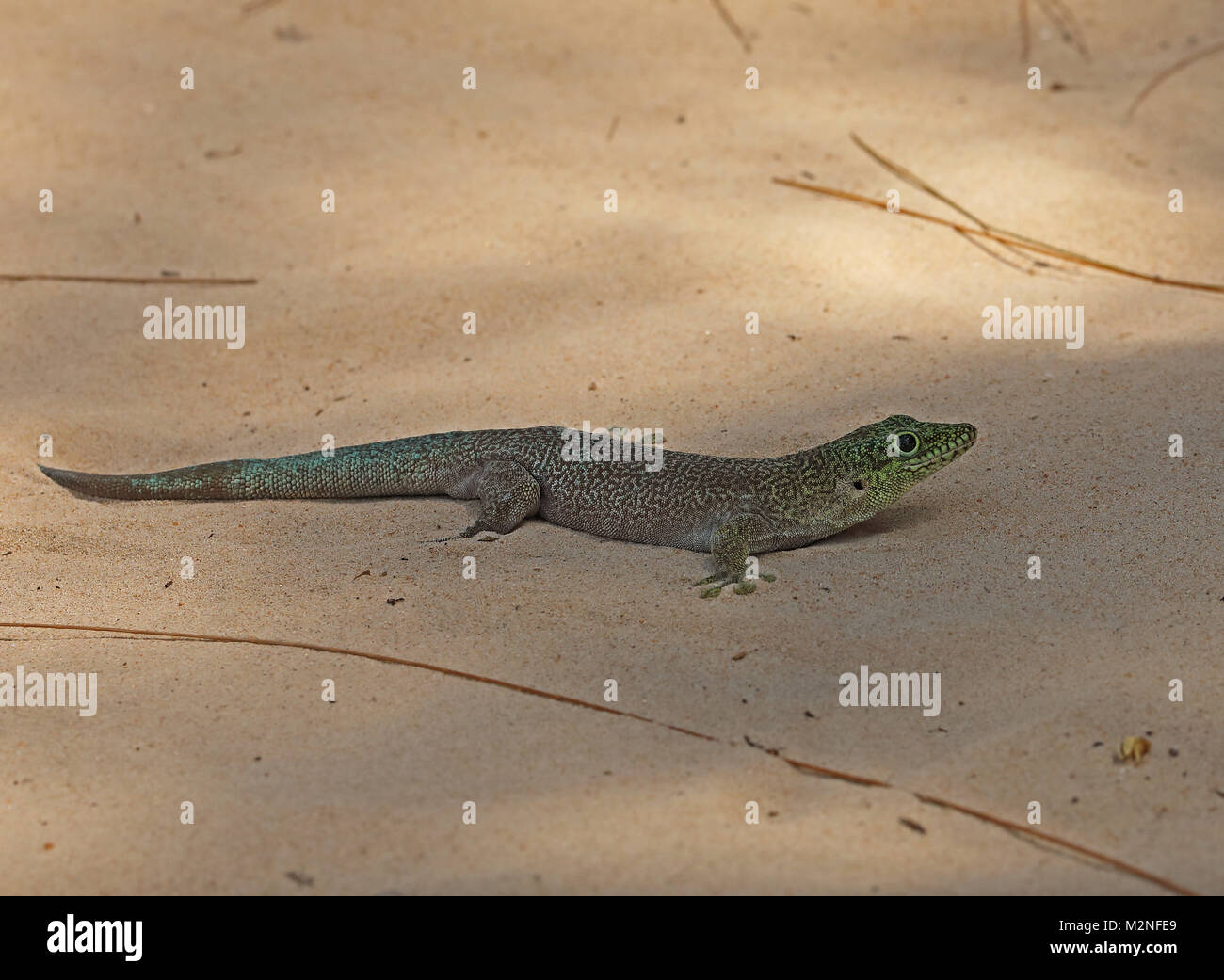 Standings day gecko hi-res stock photography and images - Alamy