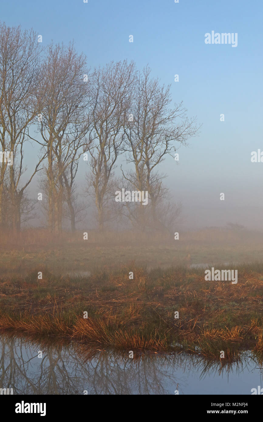 Higher Level Stewardship Land on a foggy morning Hempstead, Lessingham ...