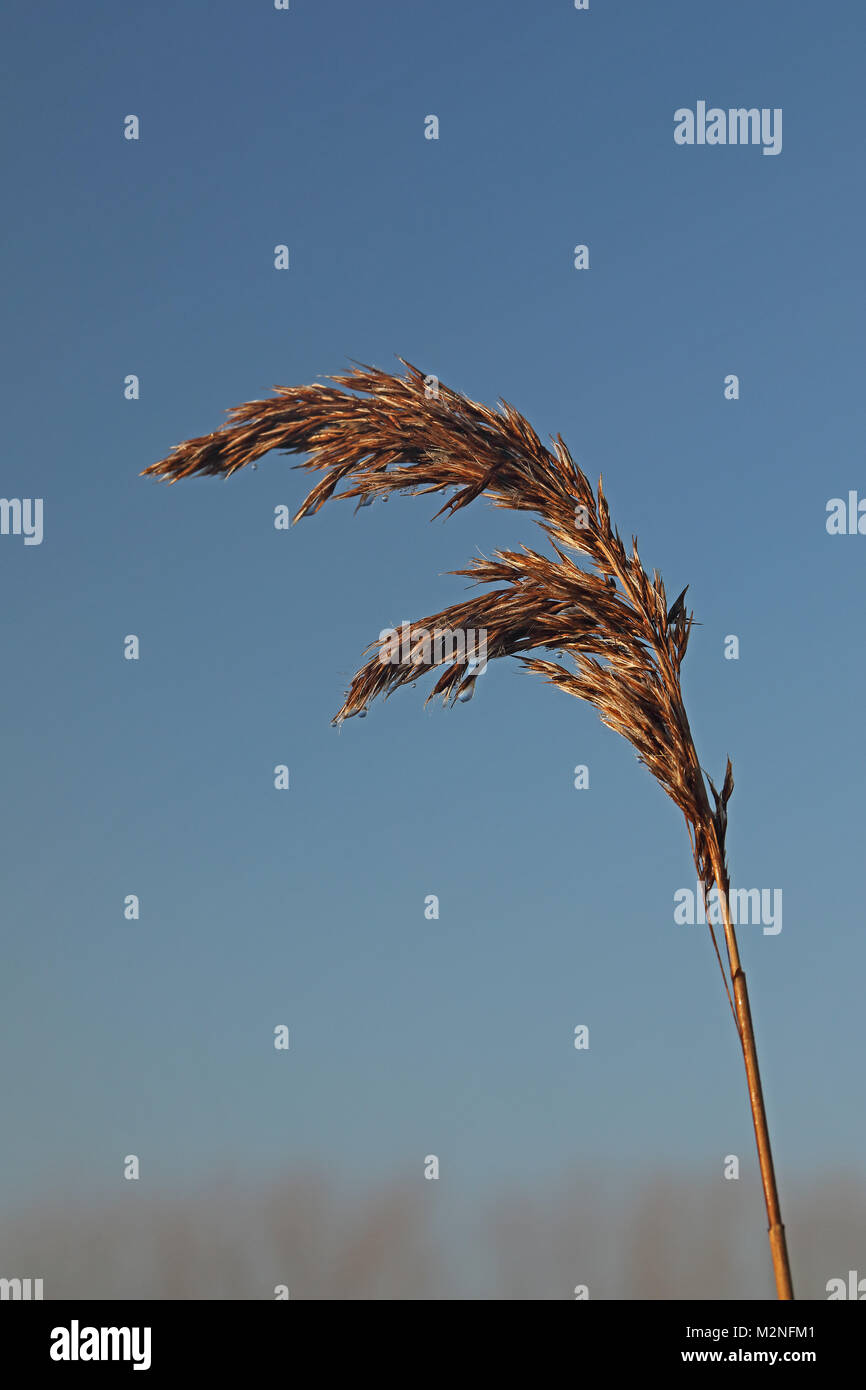 Seeds of reed phragmites hi-res stock photography and images - Alamy