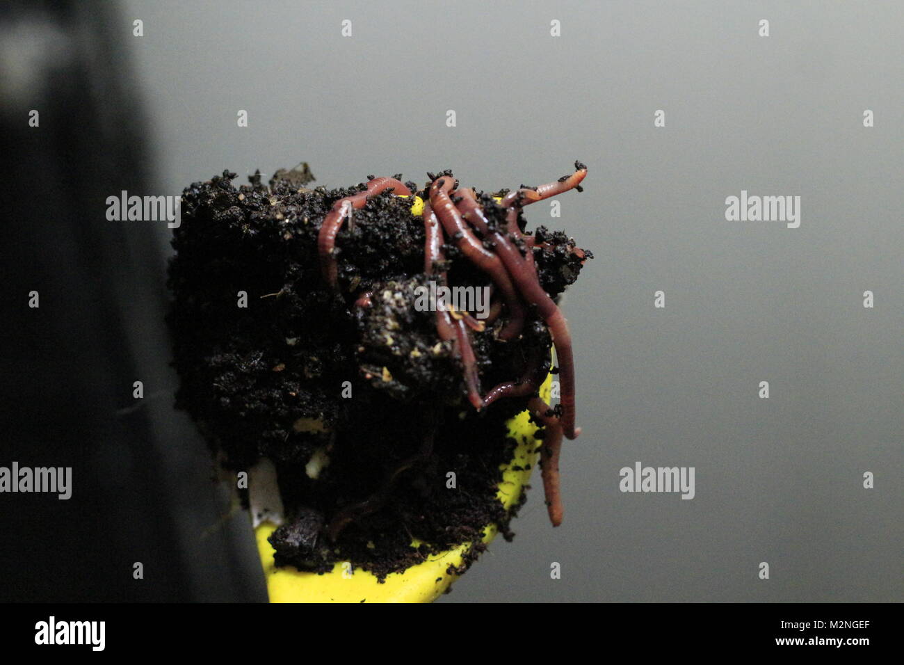 Compost animals hi-res stock photography and images - Alamy