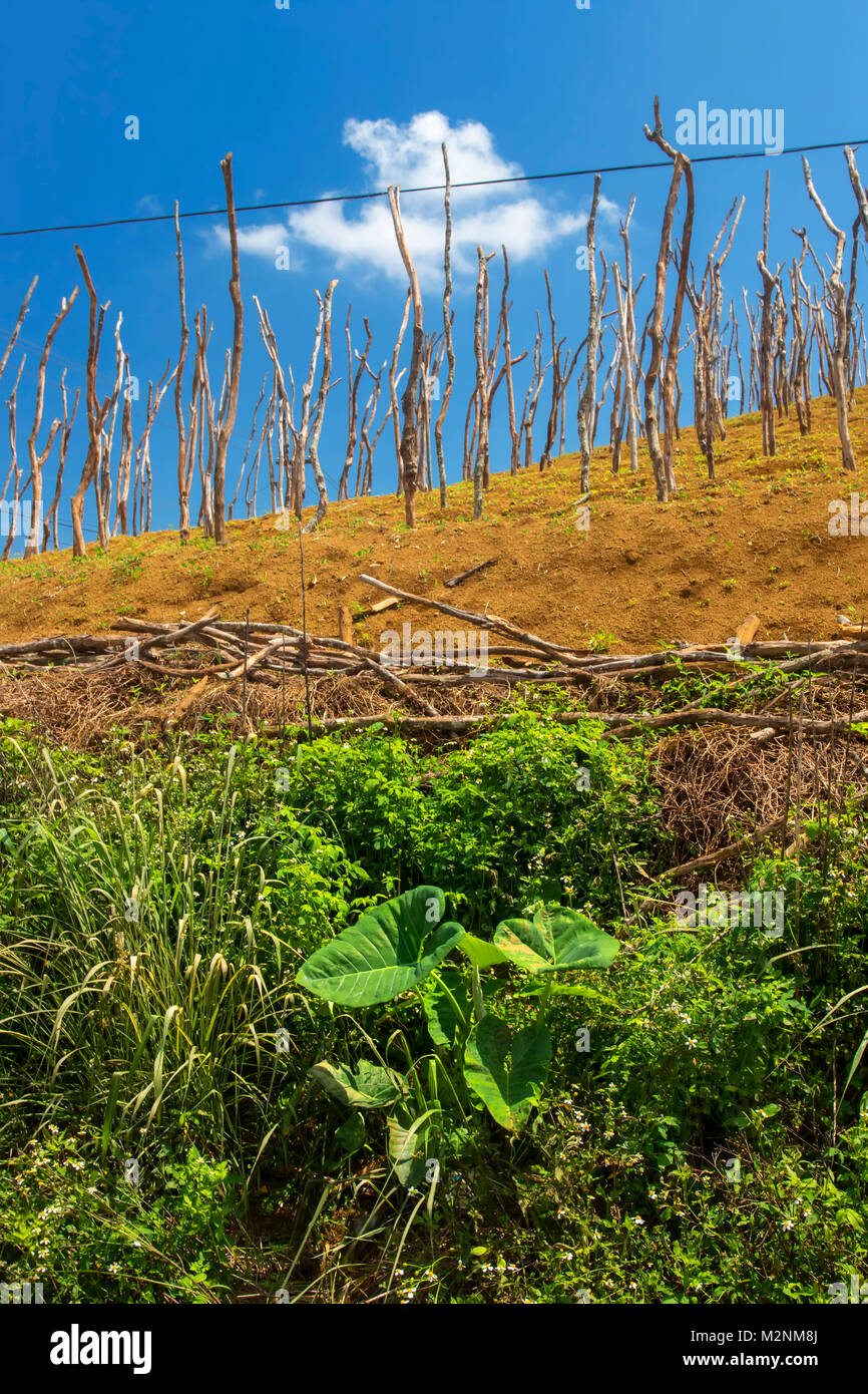 Yam sticks awaiting vines under glorious Jamaican sunshine, Manchester ...