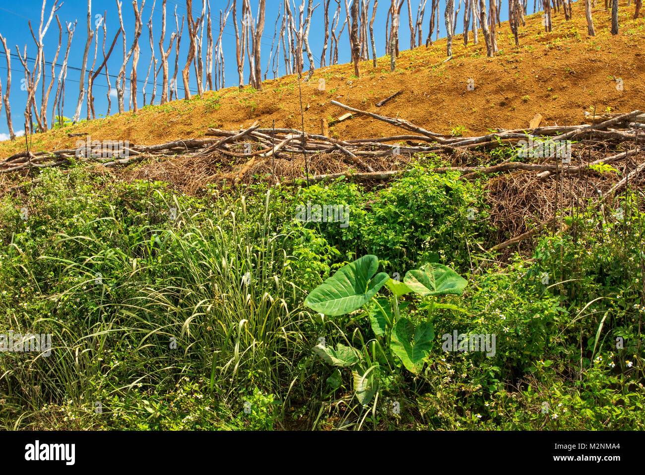 Yam sticks hi-res stock photography and images - Alamy