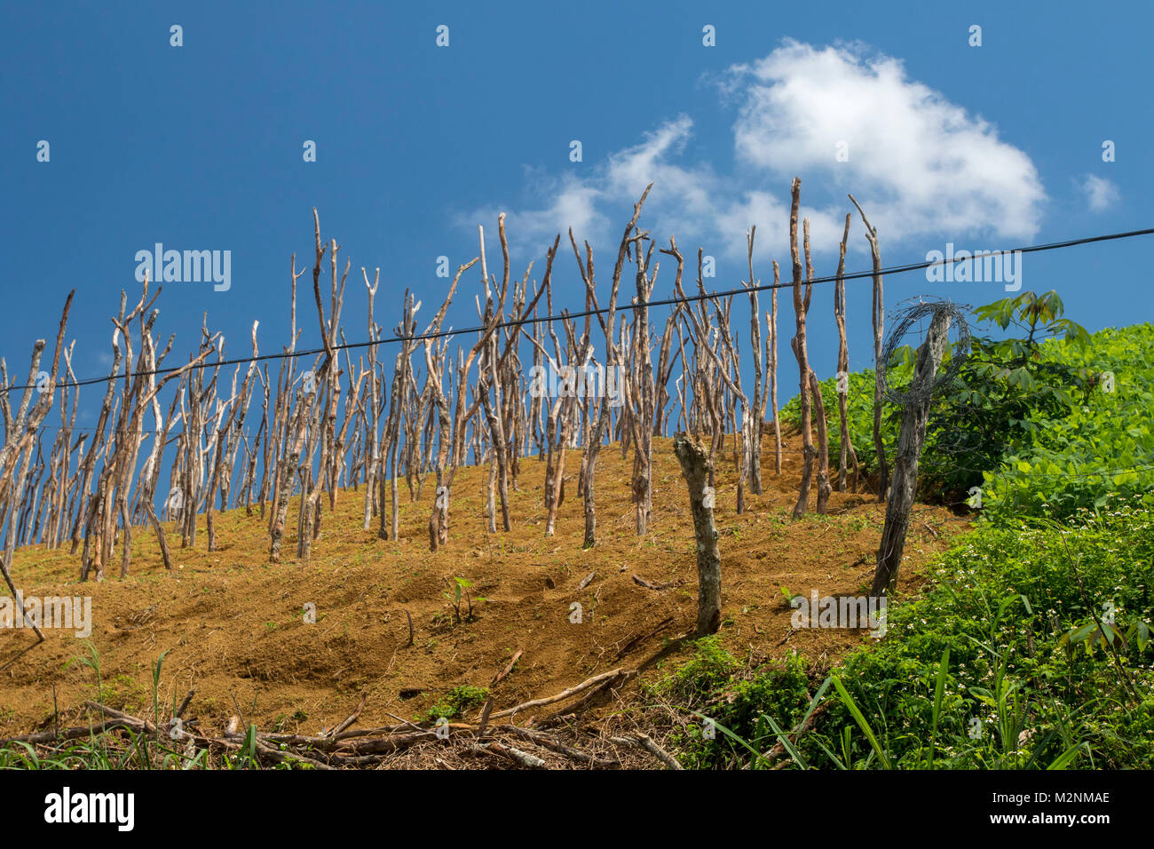Yam sticks awaiting vines under glorious Jamaican sunshine, Manchester ...