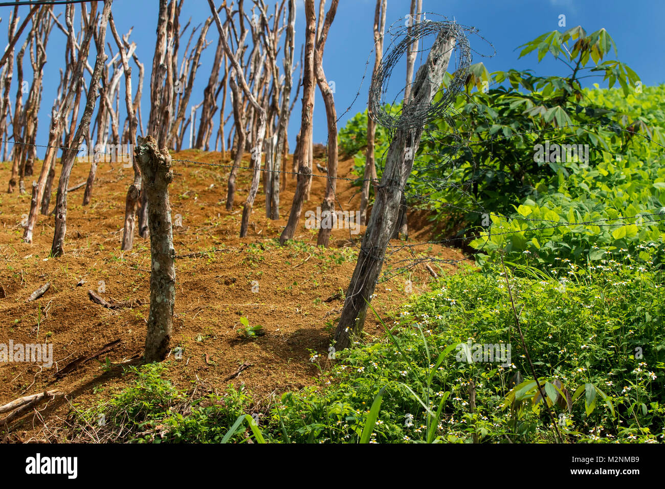 Yam sticks awaiting vines under glorious Jamaican sunshine, Manchester ...