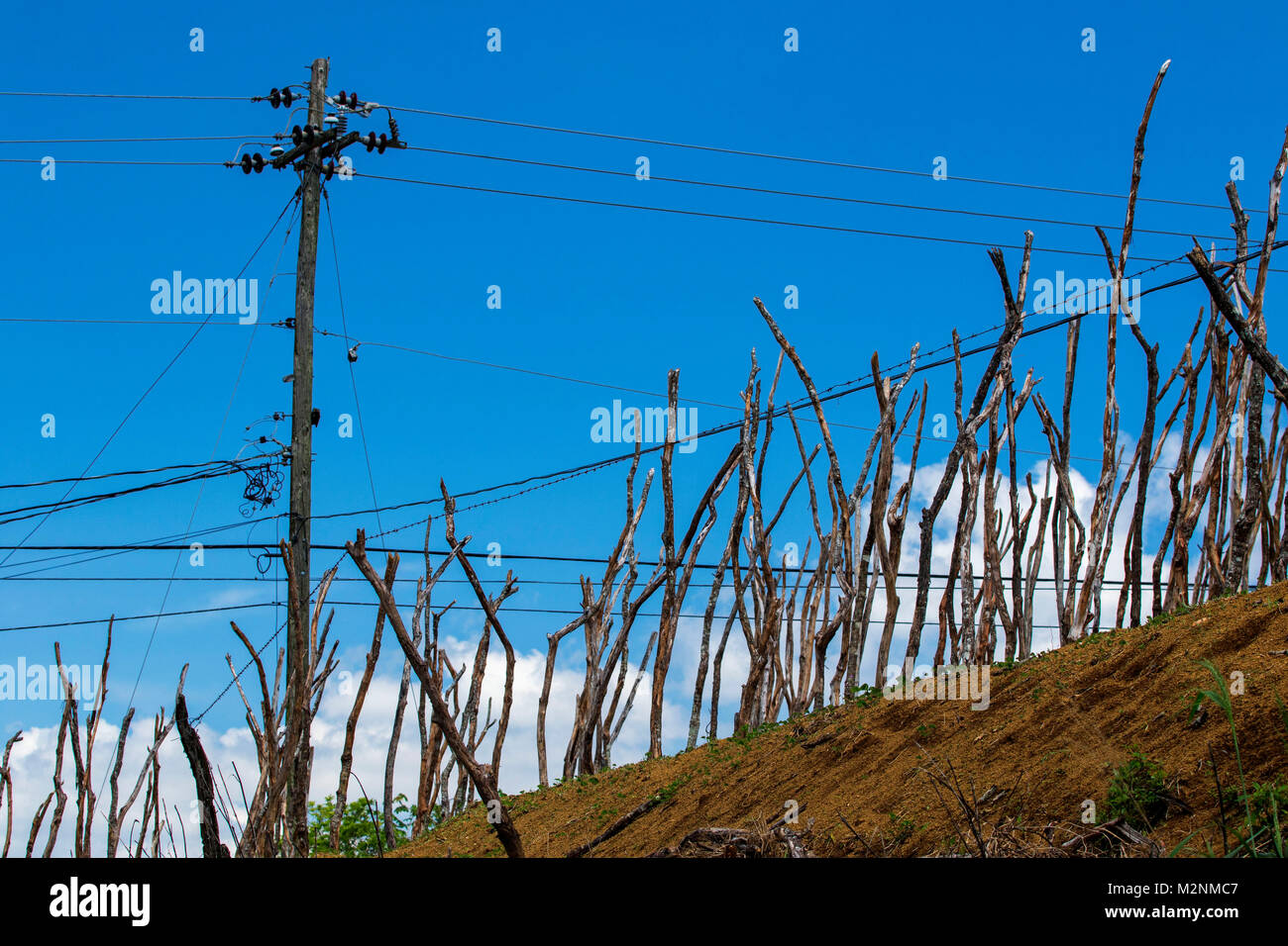 Yam field mounds and stakes on the fertile red soil of Manchester ...
