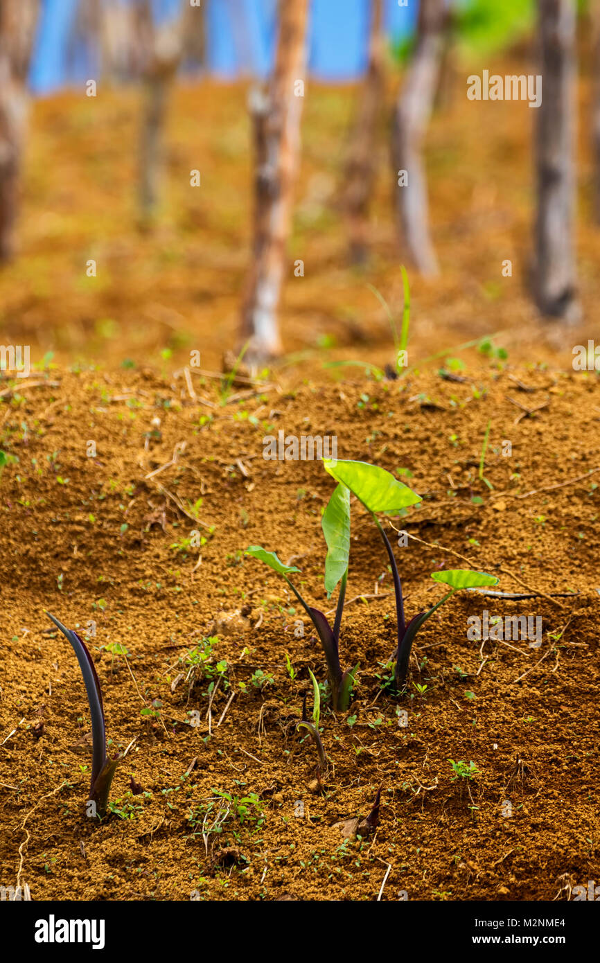 Yam field mounds and stakes on the fertile red soil of Manchester ...