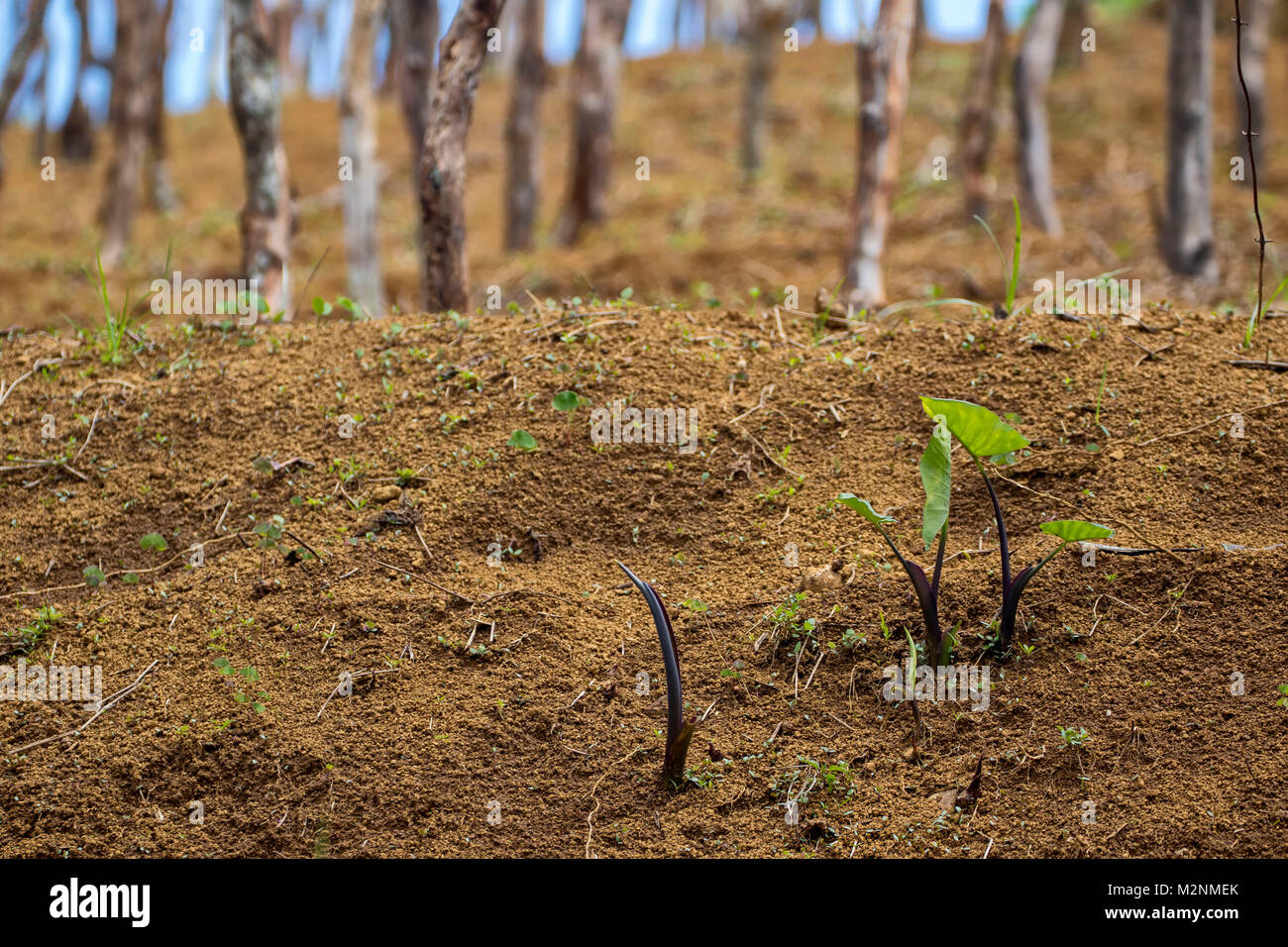 Yam Family High Resolution Stock Photography and Images - Alamy