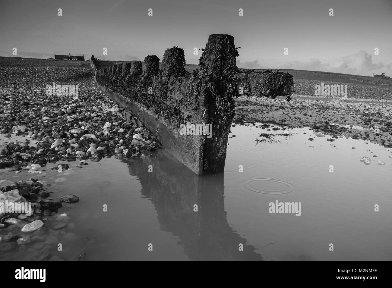 Shells seaweed on beach Black and White Stock Photos & Images - Alamy