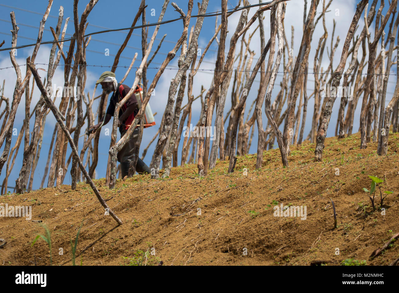 Farmer in silhouette tending Yam sticks , Manchester parish, Jamaica ...