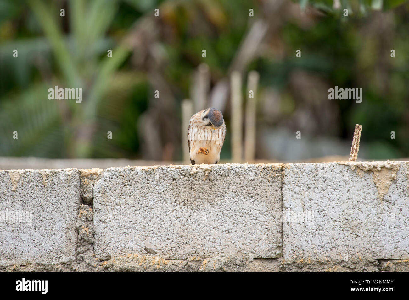 Jamaican hawk hi-res stock photography and images - Alamy