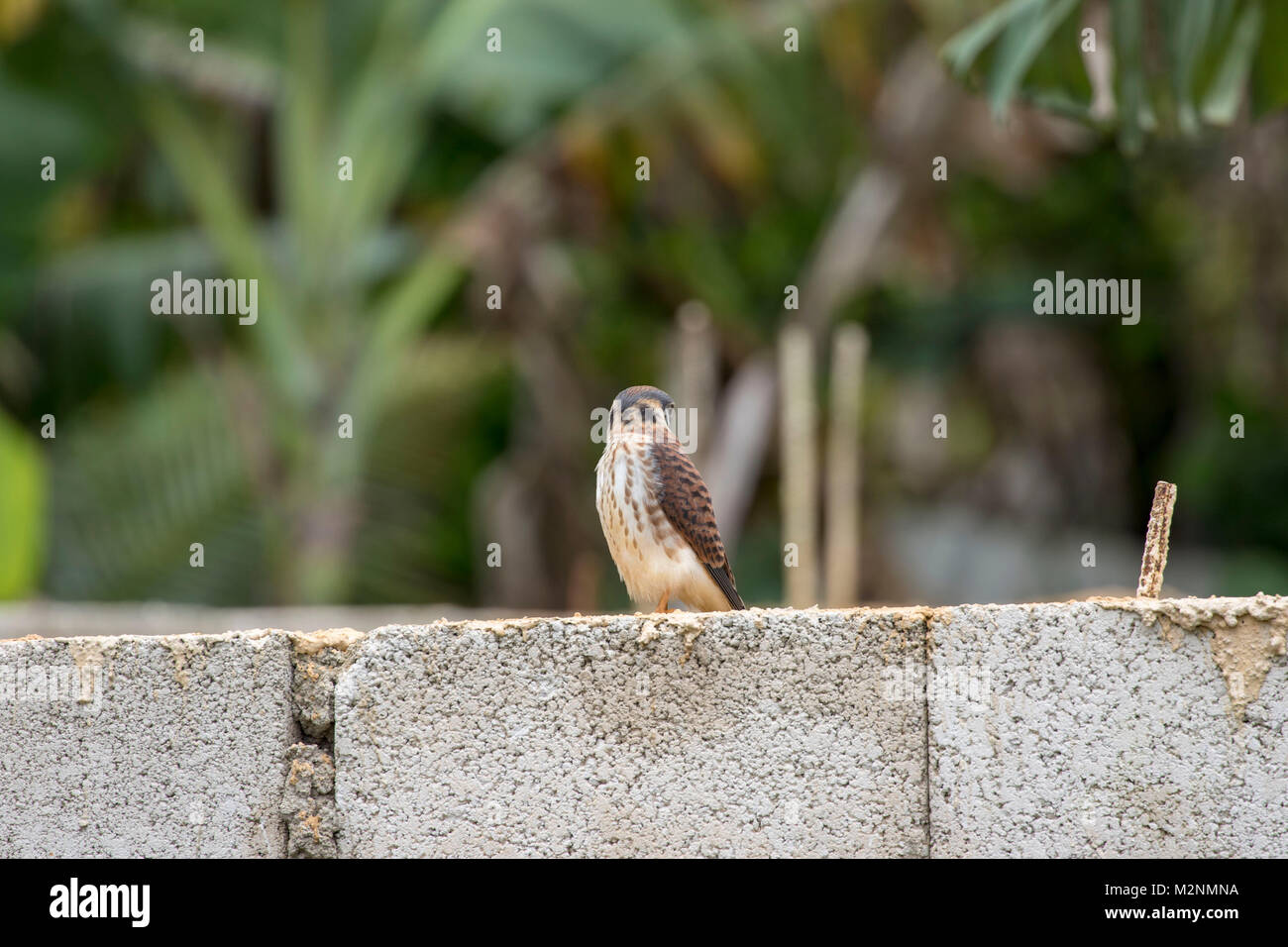 Jamaican hawk hi-res stock photography and images - Alamy