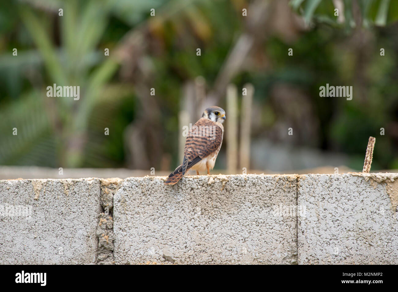 Jamaican hawk hi-res stock photography and images - Alamy