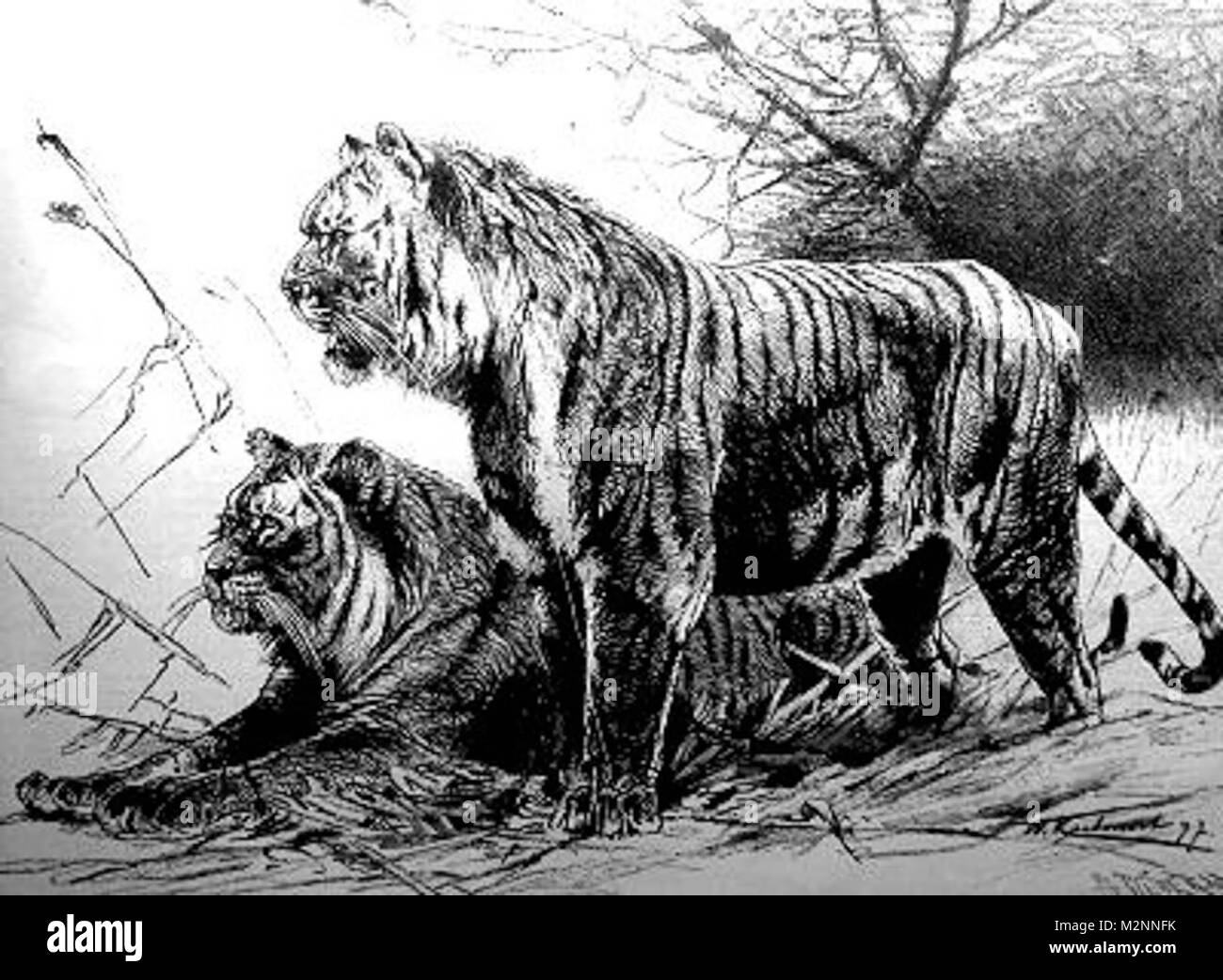 Persian Tiger