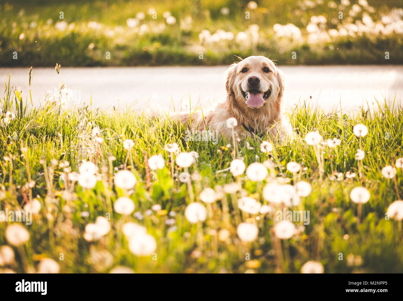 Golden retriever dog in enjoy sun Stock Photo - Alamy