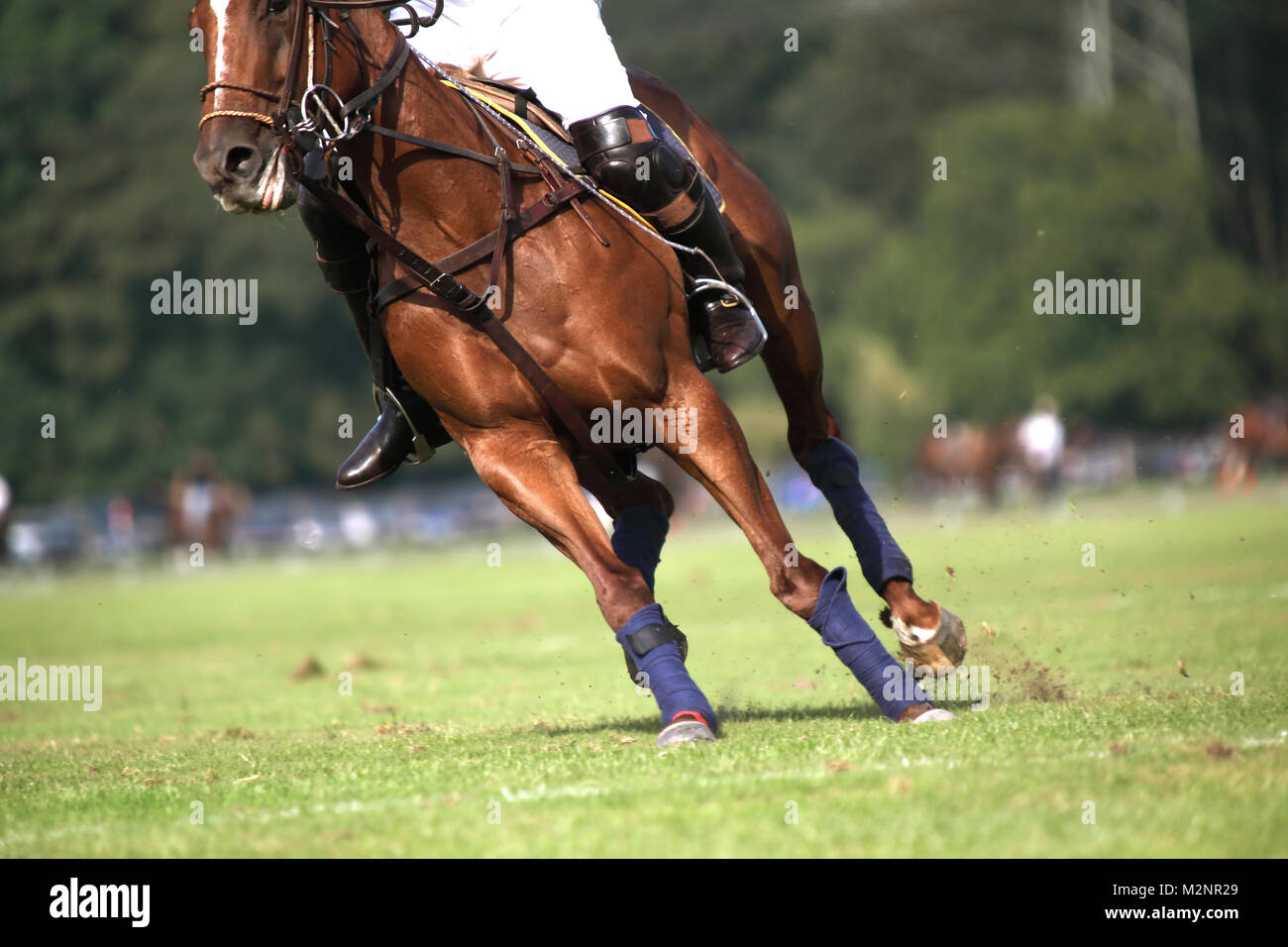Horse in motion hi-res stock photography and images - Alamy