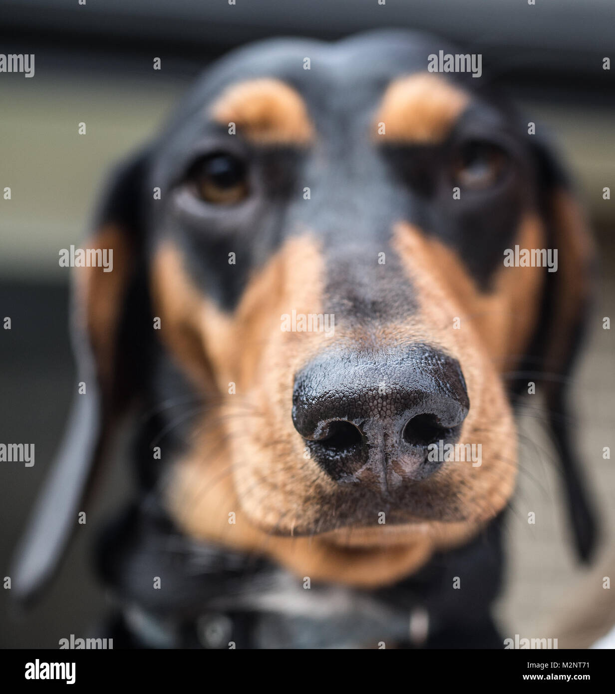 Dashound hi-res stock photography and images - Alamy