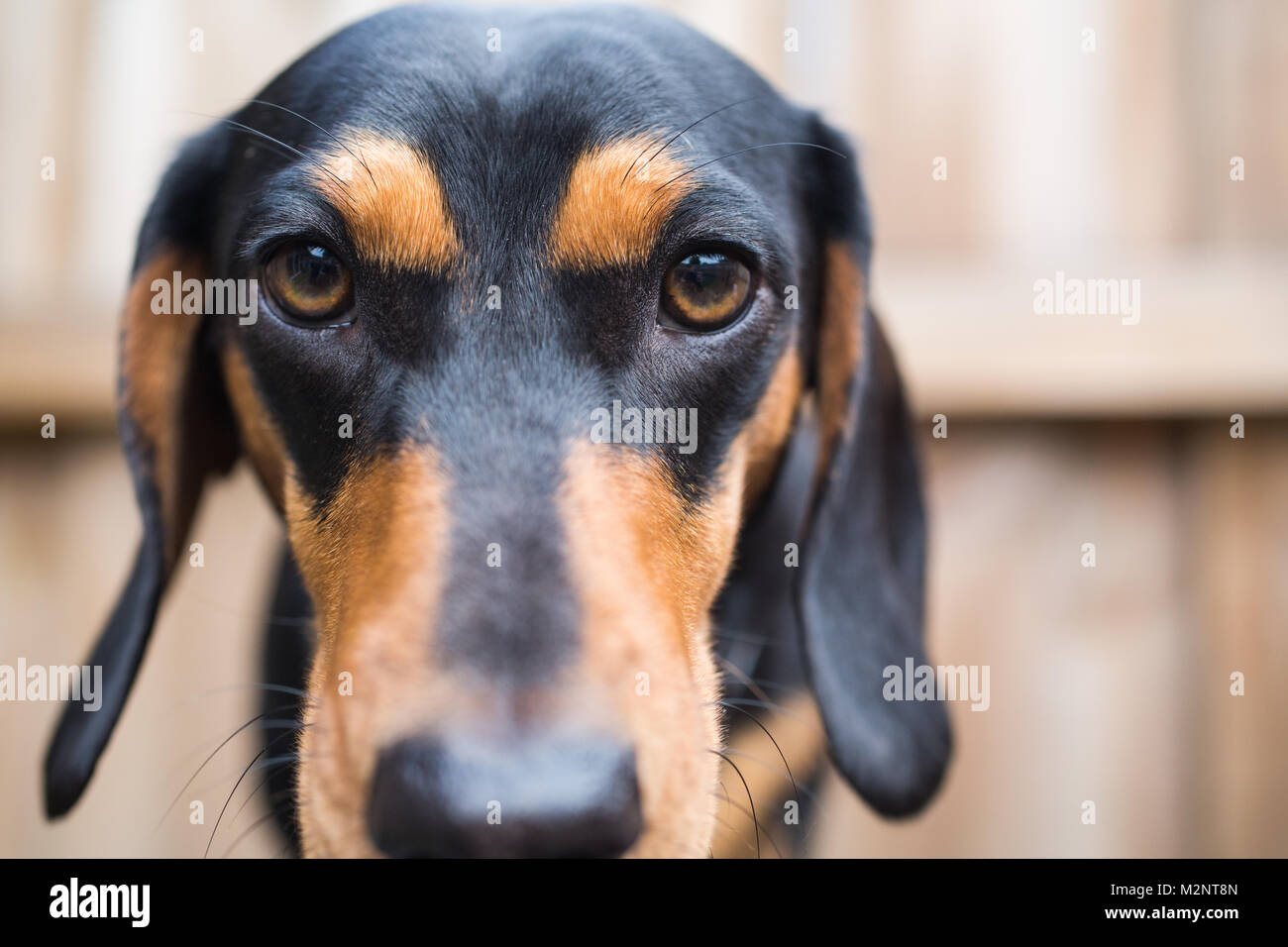 Dashound hi-res stock photography and images - Alamy