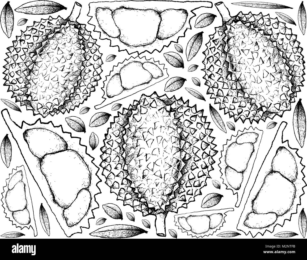 Durian line drawing Stock Vector Images - Alamy