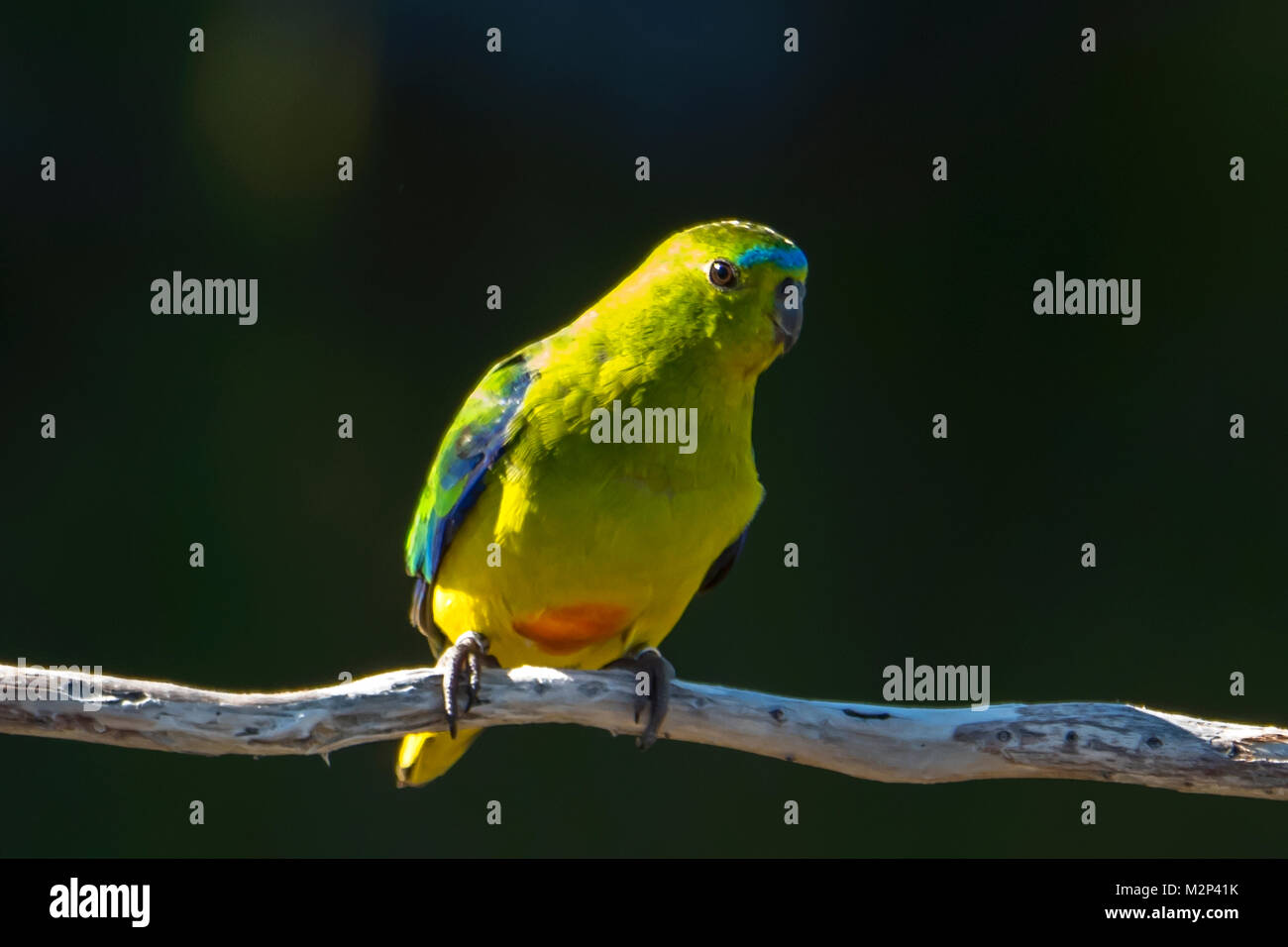 Orange-bellied Parrot, Neophema chrysogaster at Bathurst Harbour ...