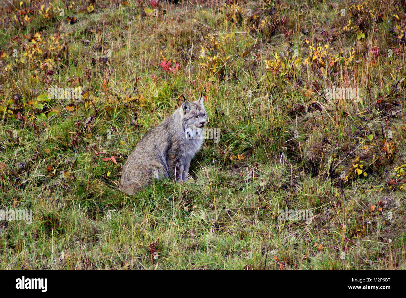 Lynx in National Park Stock Photo - Alamy