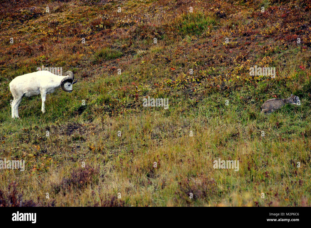 Lynx And Sheep Together in National Park Stock Photo - Alamy