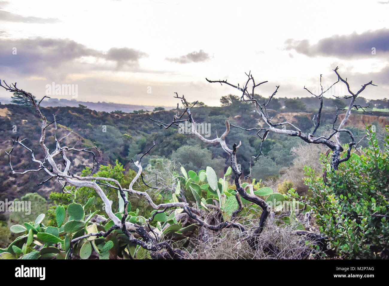 Dead Trees in the mountain Stock Photo - Alamy