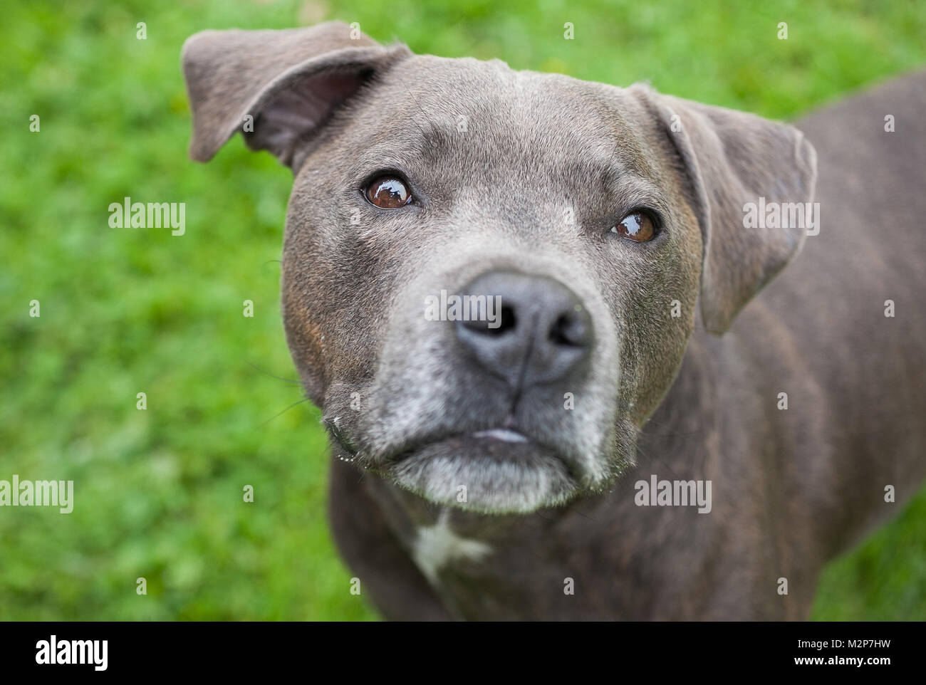 Grey staffordshire bull terrier hi-res stock photography and images - Alamy