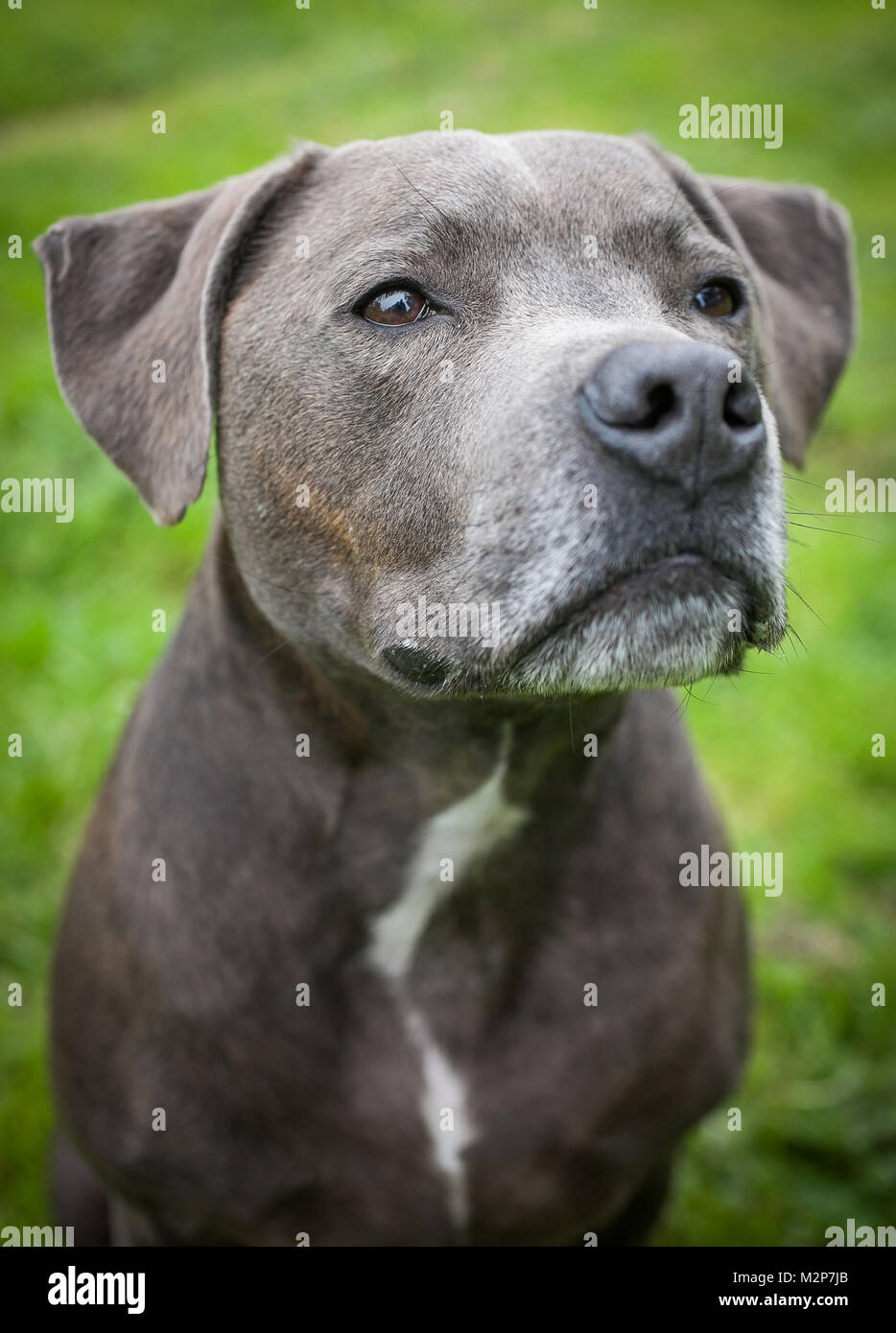 Grey staffordshire bull terrier hi-res stock photography and images - Alamy