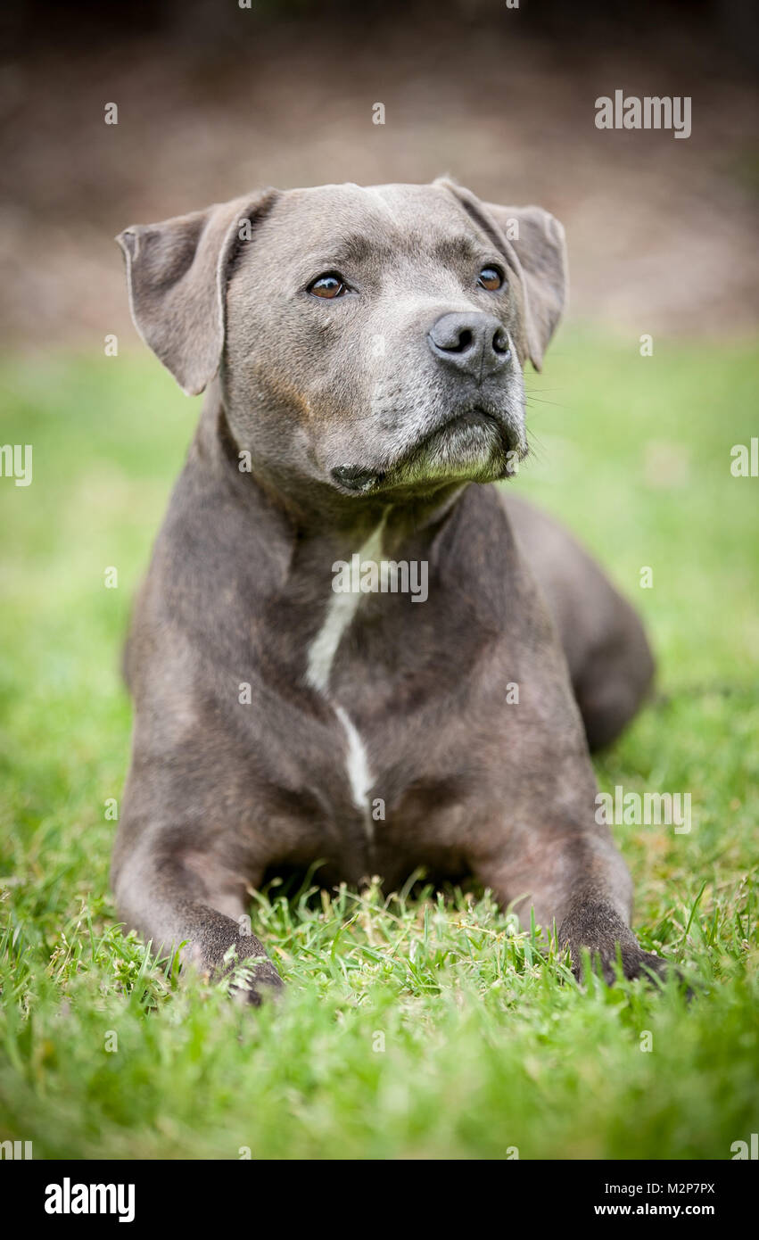 Grey staffordshire bull terrier hi-res stock photography and images - Alamy