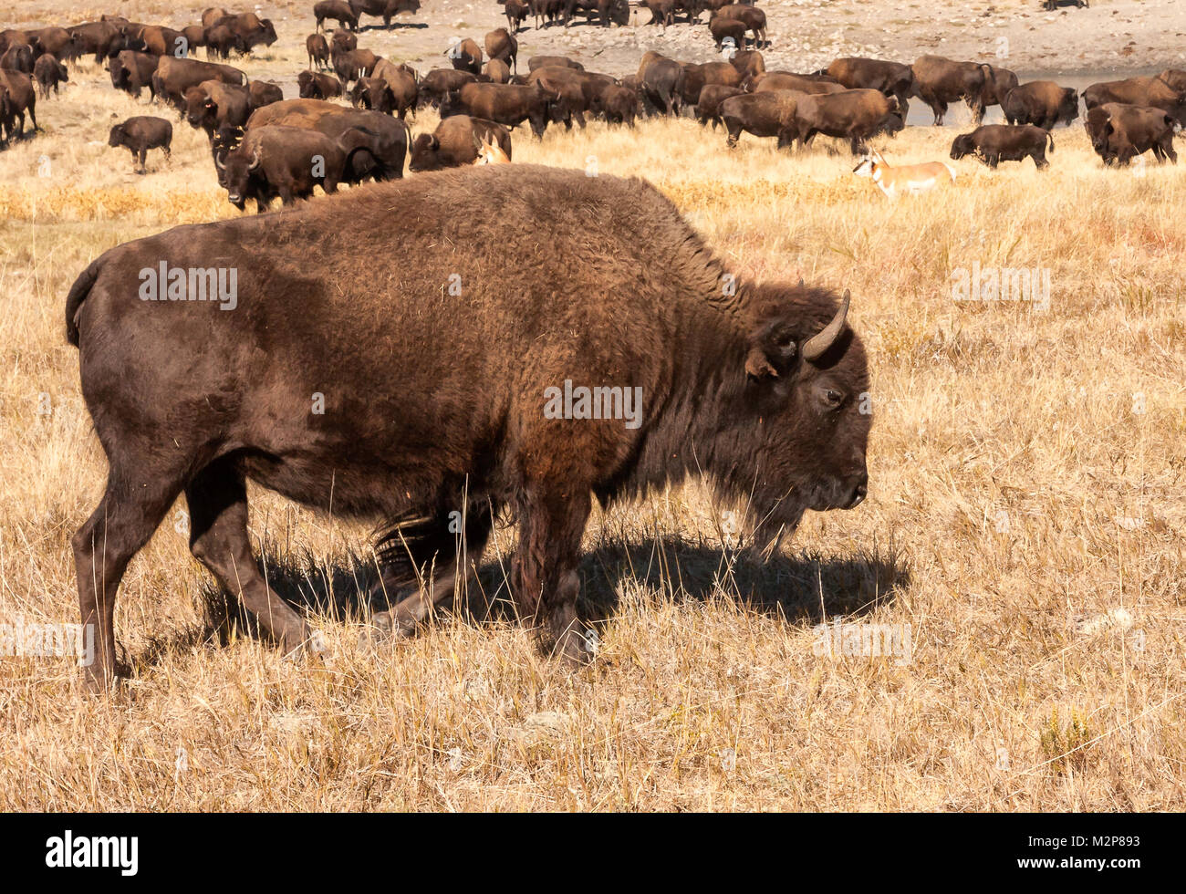 Hunted to near extinction in the 1800’s the American Buffalo (Bison ...