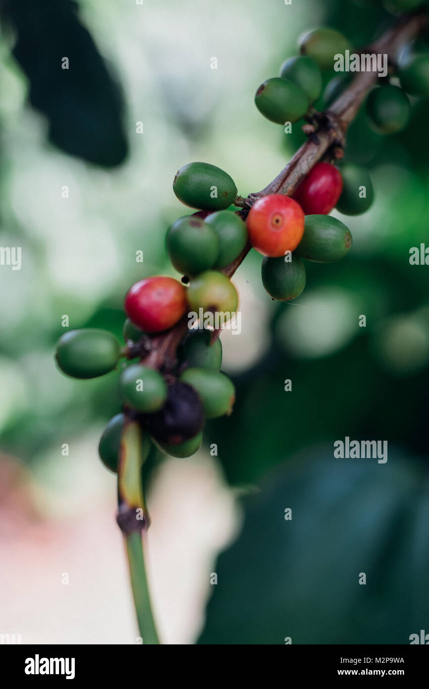 Coffee Cherries with raw coffee beans on the tree on a coffee ...