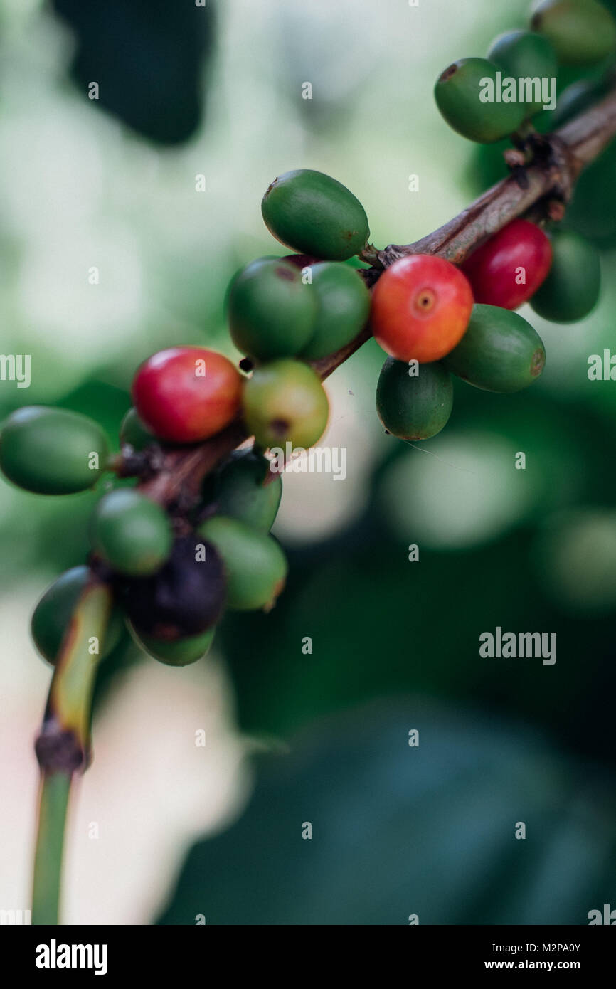 Coffee Cherries with raw coffee beans on the tree on a coffee ...