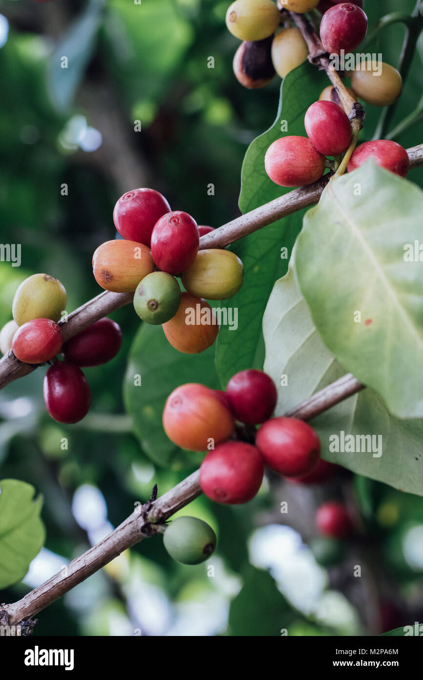Coffee Cherries with raw coffee beans on the tree on a coffee ...