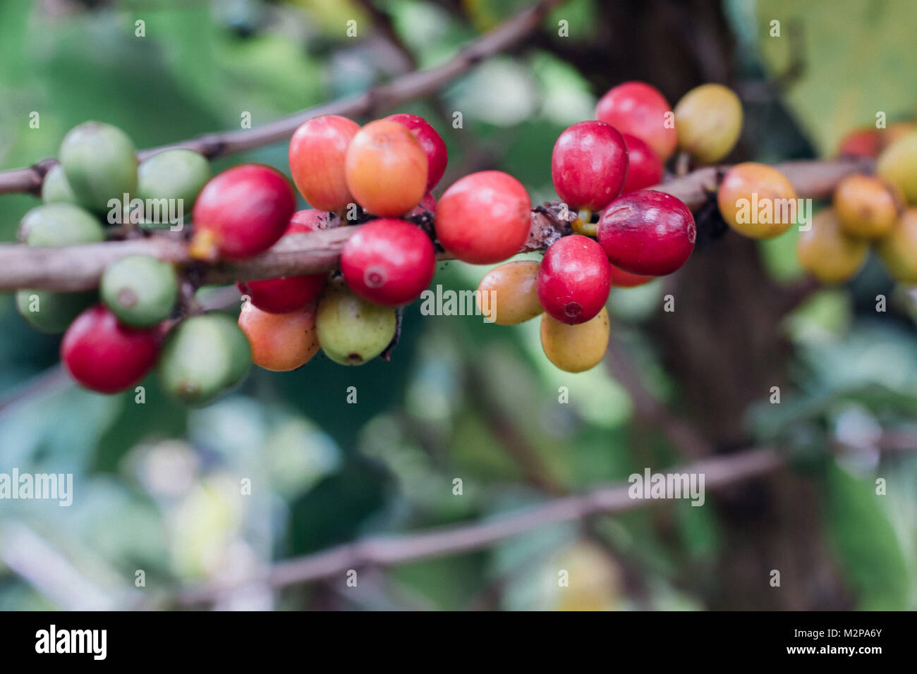 Coffee Cherries with raw coffee beans on the tree on a coffee ...