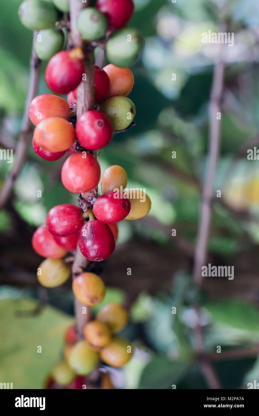 Coffee Cherries with raw coffee beans on the tree on a coffee ...