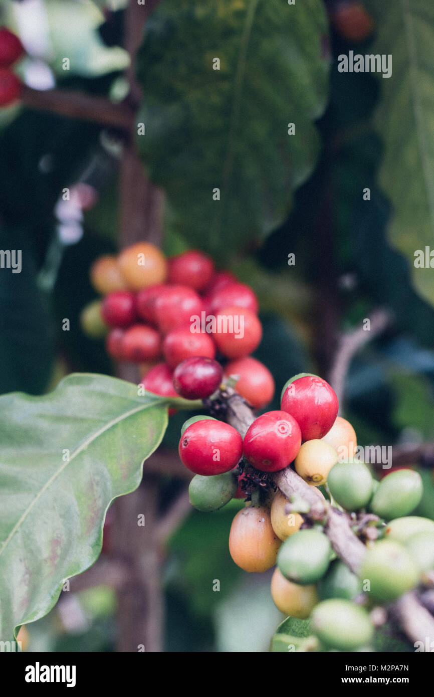 Coffee Cherries with raw coffee beans on the tree on a coffee ...