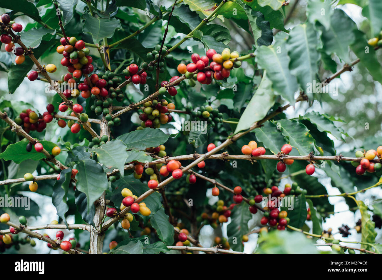 Coffee Cherries with raw coffee beans on the tree on a coffee ...