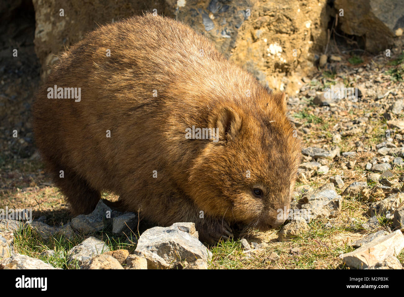Common Wombat, Vombatus ursinus on Maria Island, Tasmania, Australia ...