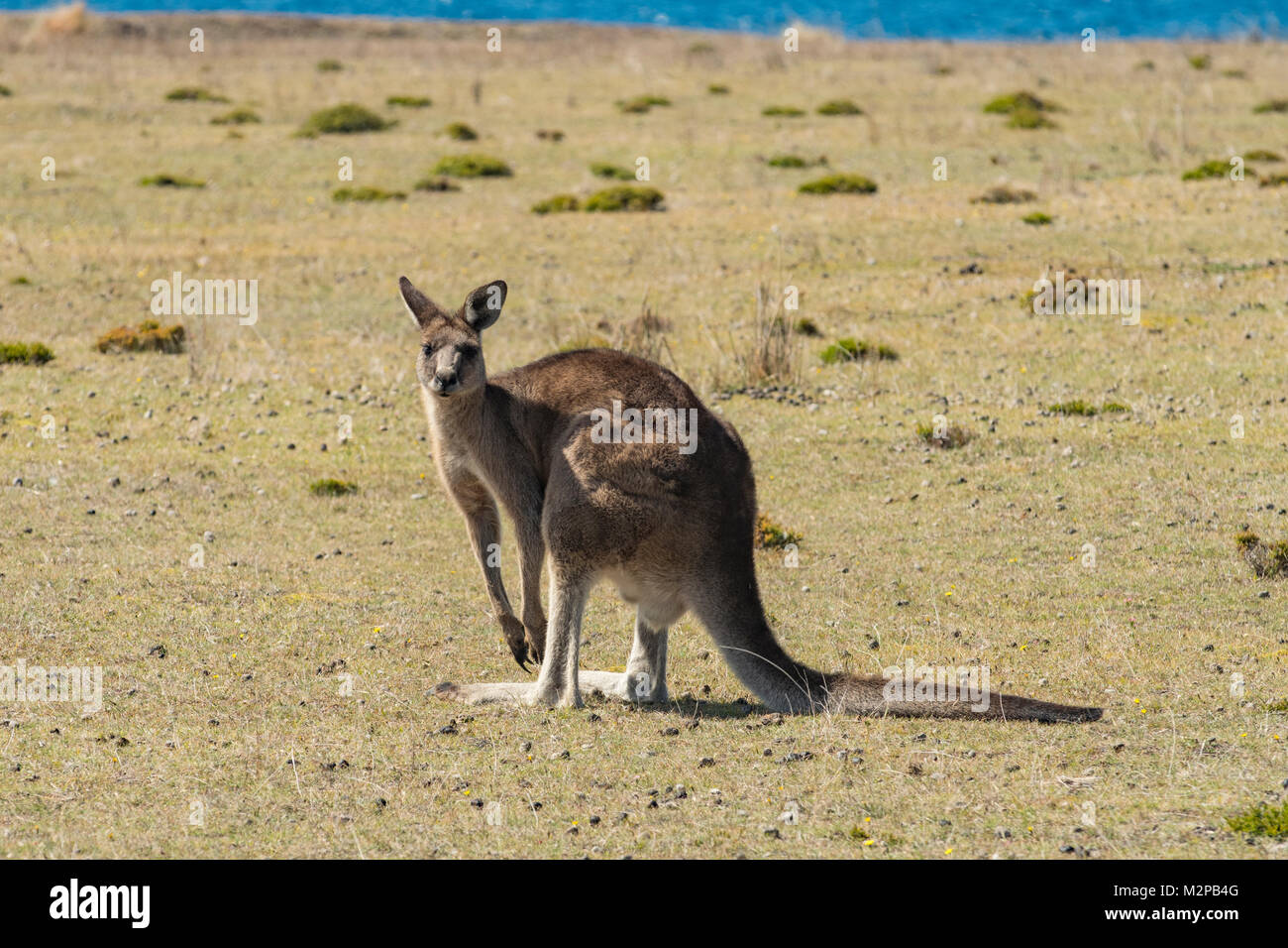 Forester Kangaroo, Macropus giganteus, Maria Island, Tasmania ...