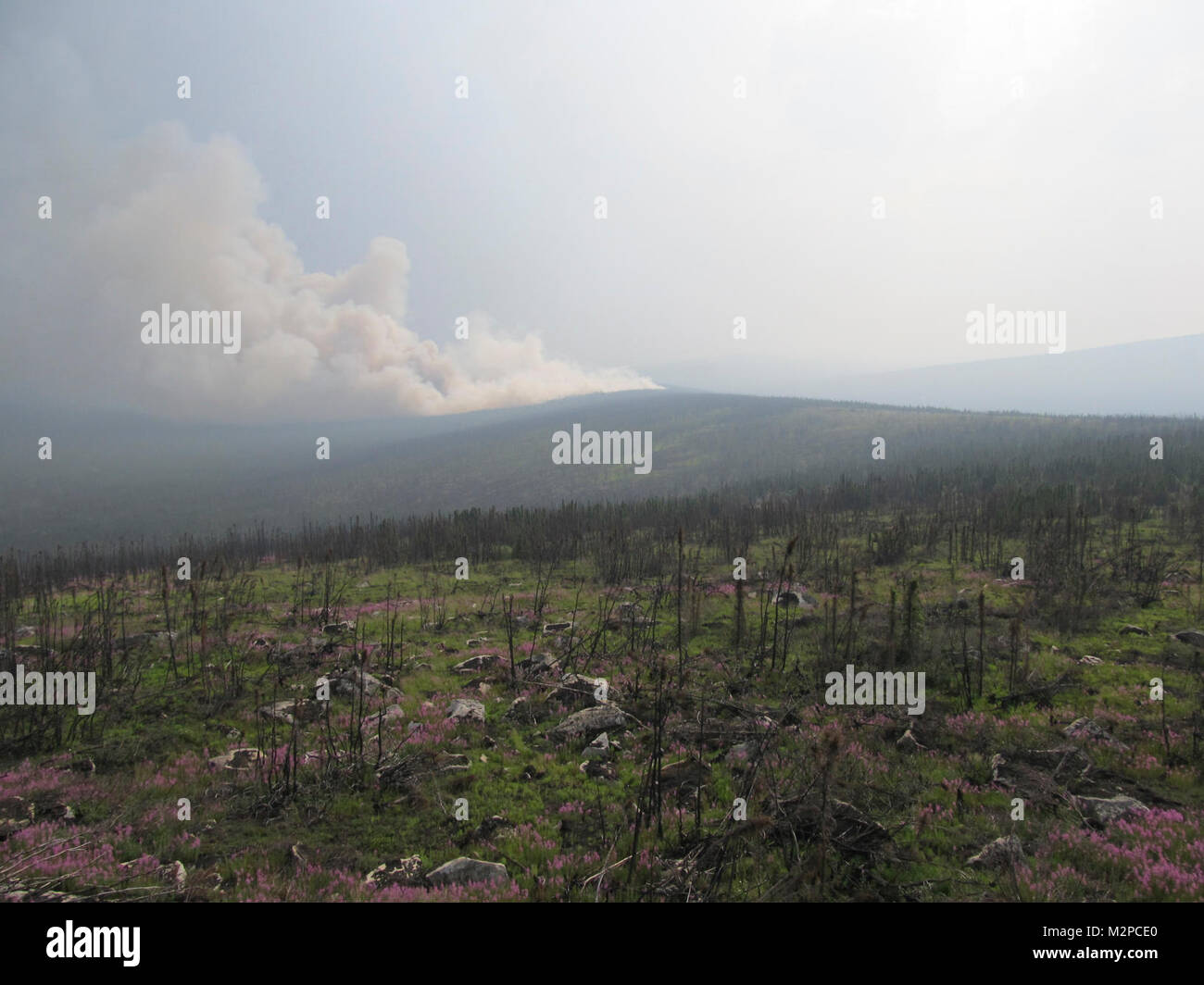 Castle Rock Fire, Denali National Park Stock Photo - Alamy