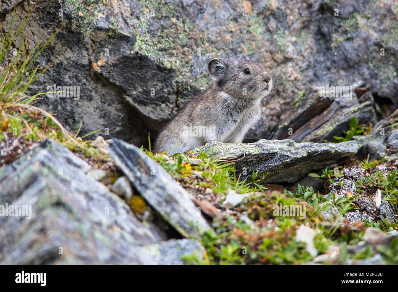 Collared Pika - Ochotona collaris Stock Photo - Alamy