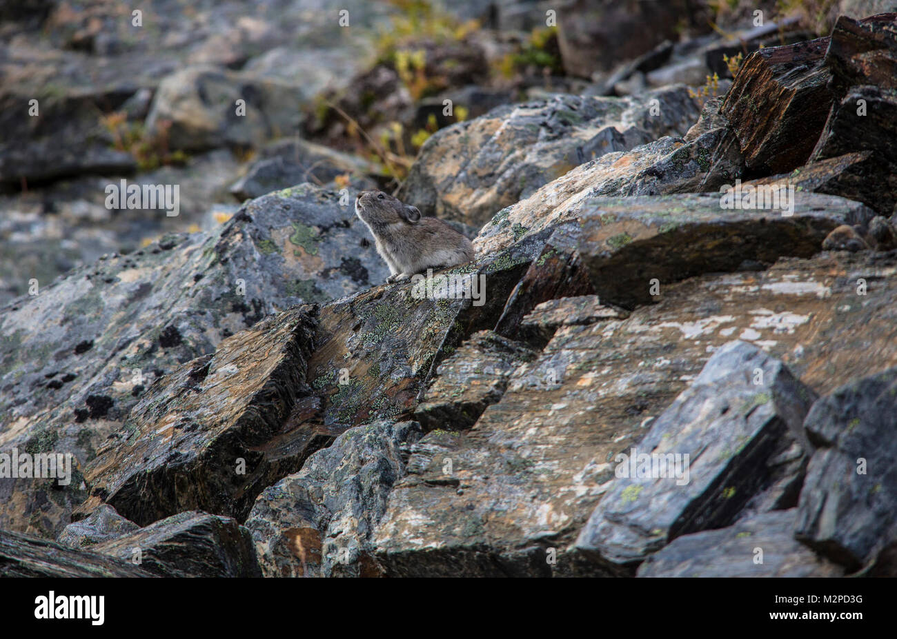 Collared Pika Denali National Park - Ochotona collaris Stock Photo - Alamy