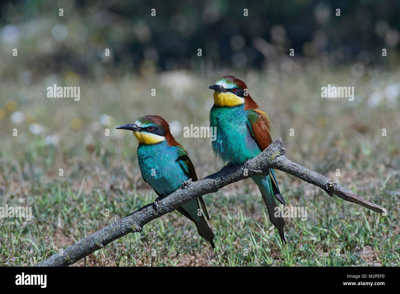 European bee-eaters in in their natural habitat Stock Photo - Alamy