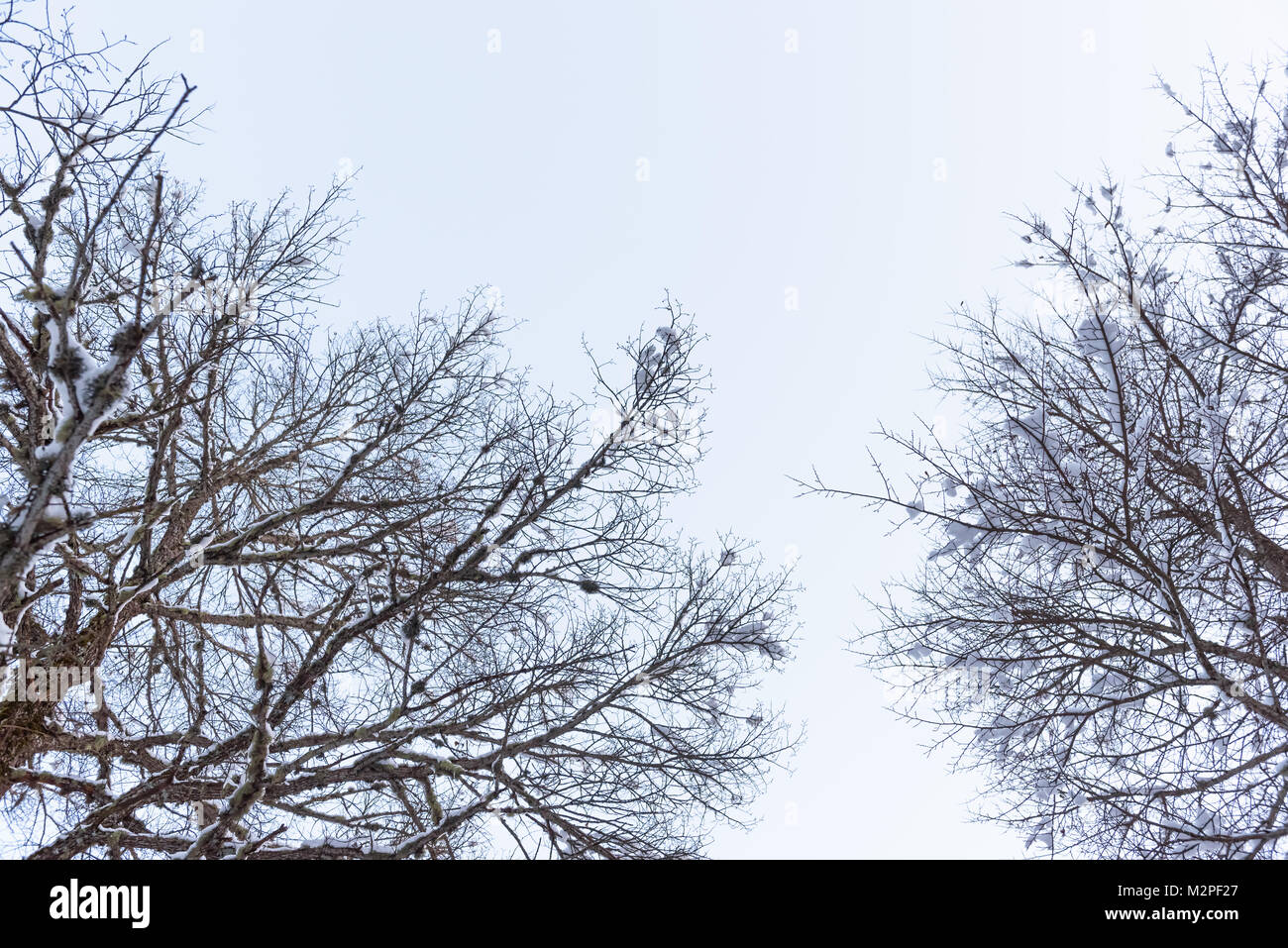 Tree branch with snow.Big natural tree covered with snow on season ...