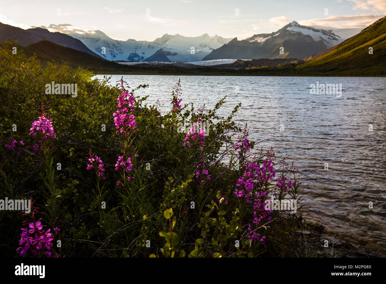 Fireweed Sunset at Lake Stock Photo - Alamy