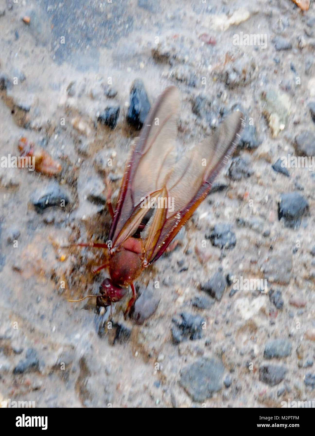 San vicente el salvador hi-res stock photography and images - Alamy