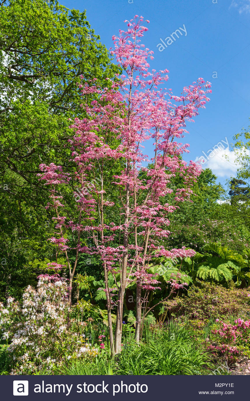 Toona Sinensis Stock Photos & Toona Sinensis Stock Images - Alamy