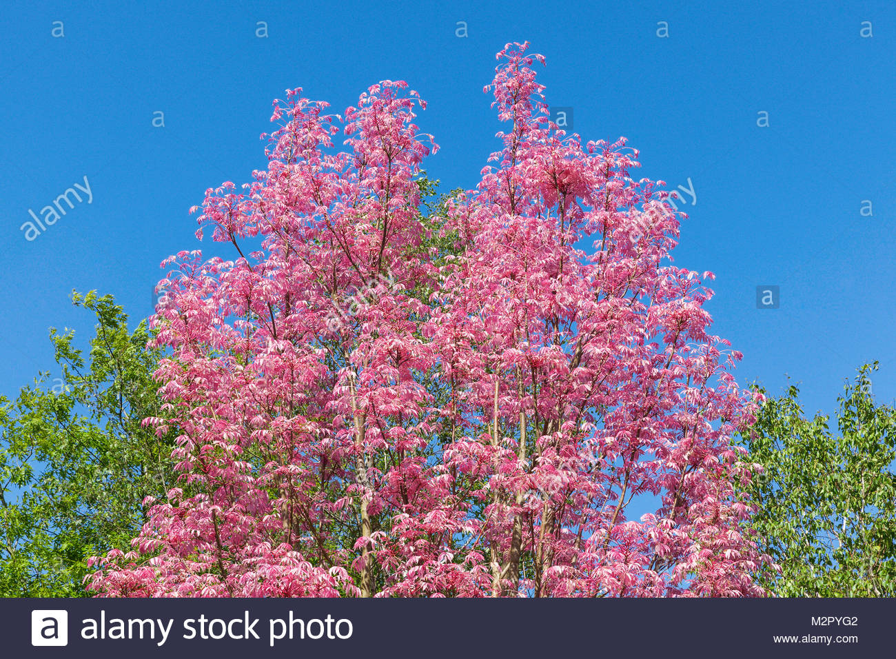 Toona Sinensis Stock Photos & Toona Sinensis Stock Images - Alamy