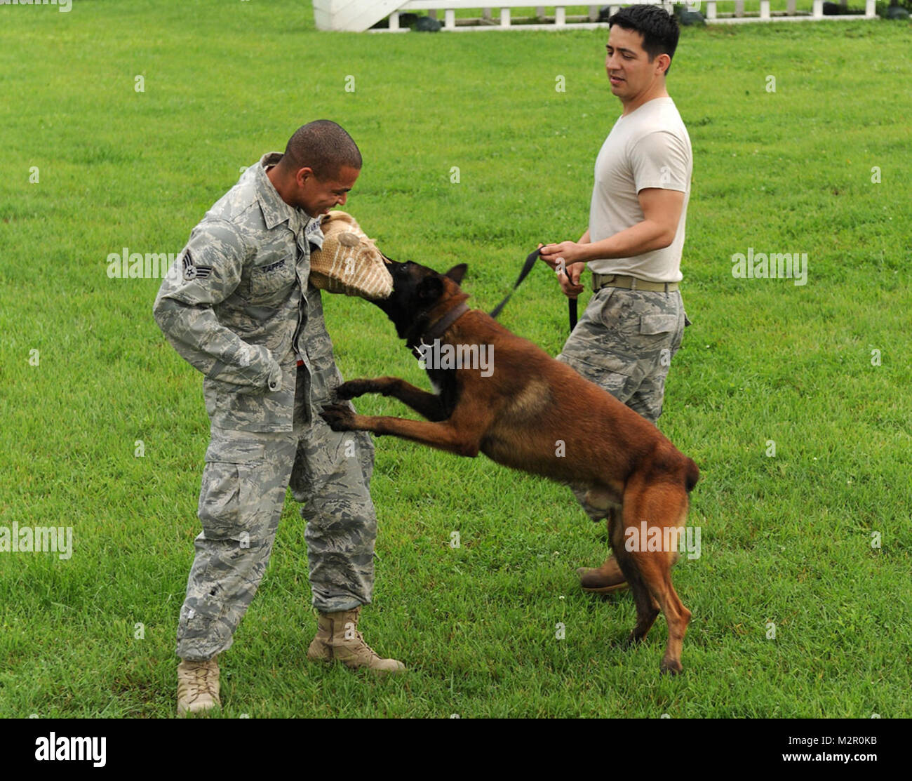 8th Security Forces Squadron canine handler by #PACOM Stock Photo - Alamy